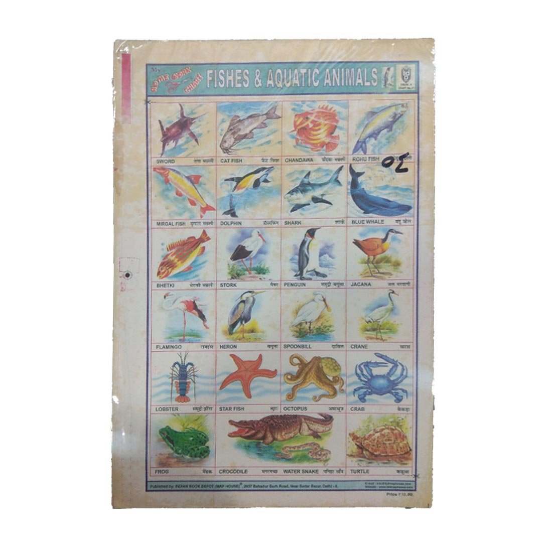 Aquatic Animals Chart